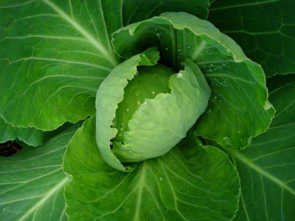How To Grow Care For And Harvest Cabbages » GreenLife