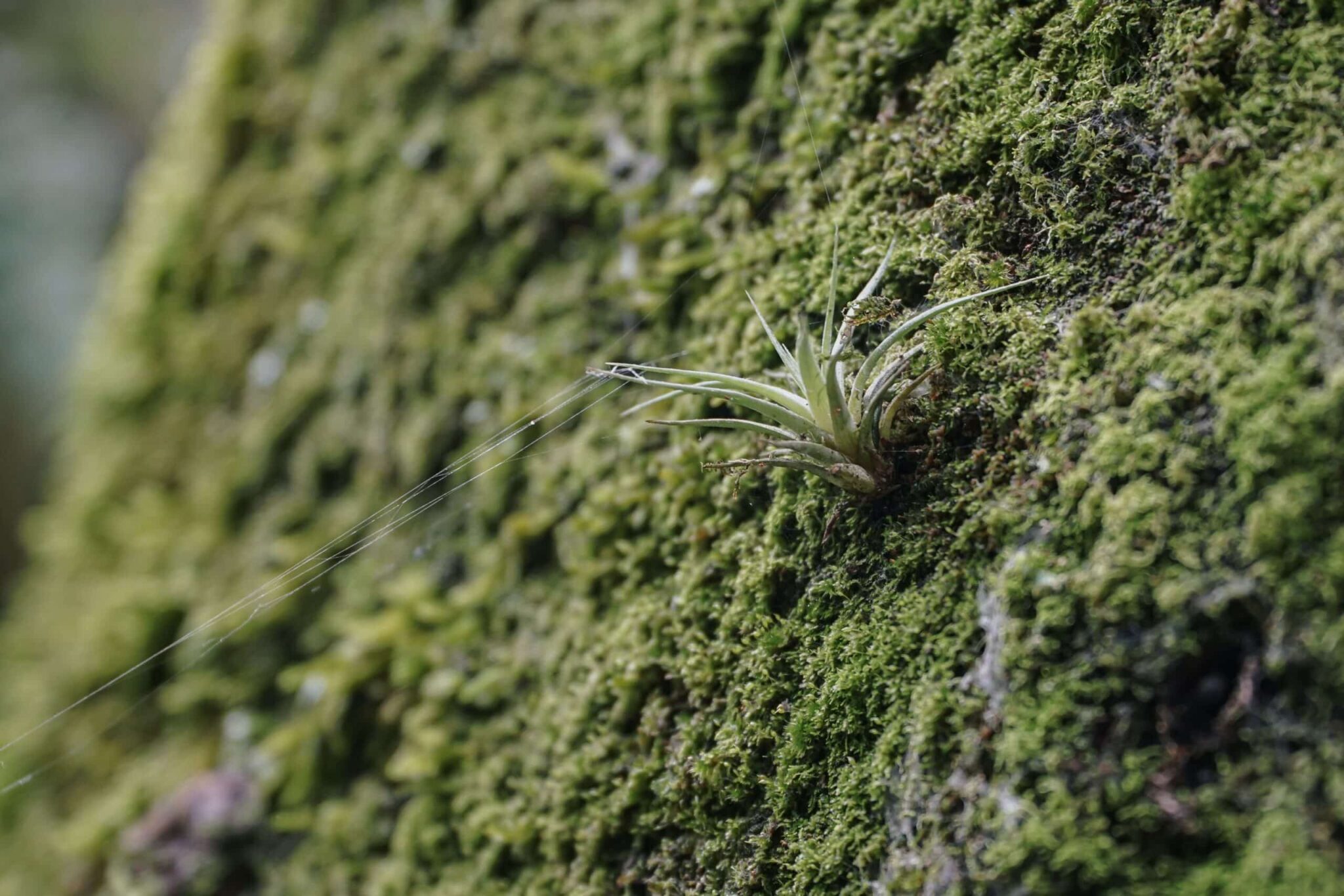 Tillandsia Cyanea: Plant Care & Growing Guide » GreenLife