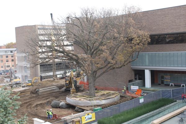 How To Grow And Care For Bur Oak » GreenLife