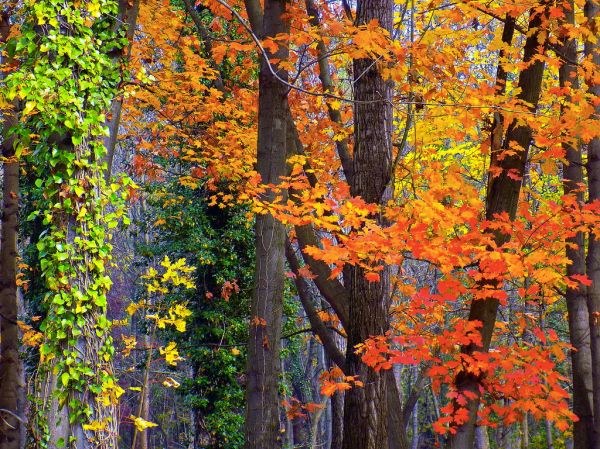 Tree Ivy: Plant Care & Growing Guide » GreenLife