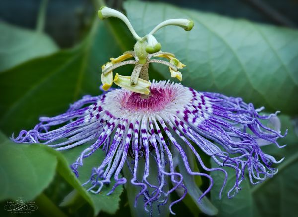 How To Grow Purple Passionflower (Passiflora Incarnata) » GreenLife