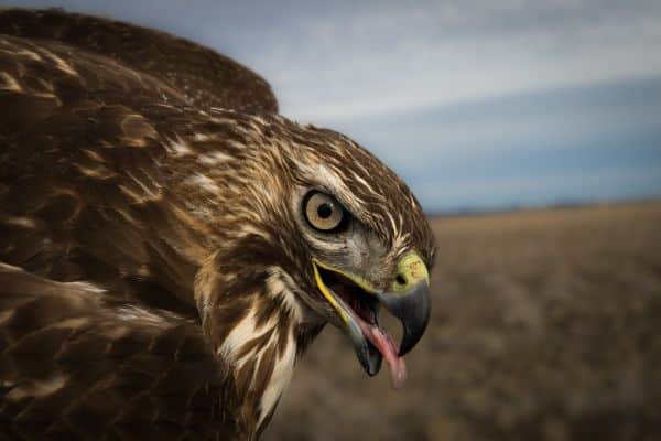How To Attract Backyard Hawks » GreenLife