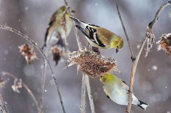How To Attract Winter Finches » GreenLife
